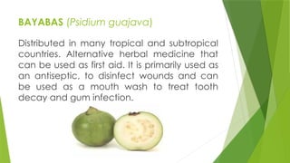 599398479-Top-10-Medicinal-Plants-of-the-Philippines-Ppt.pptx