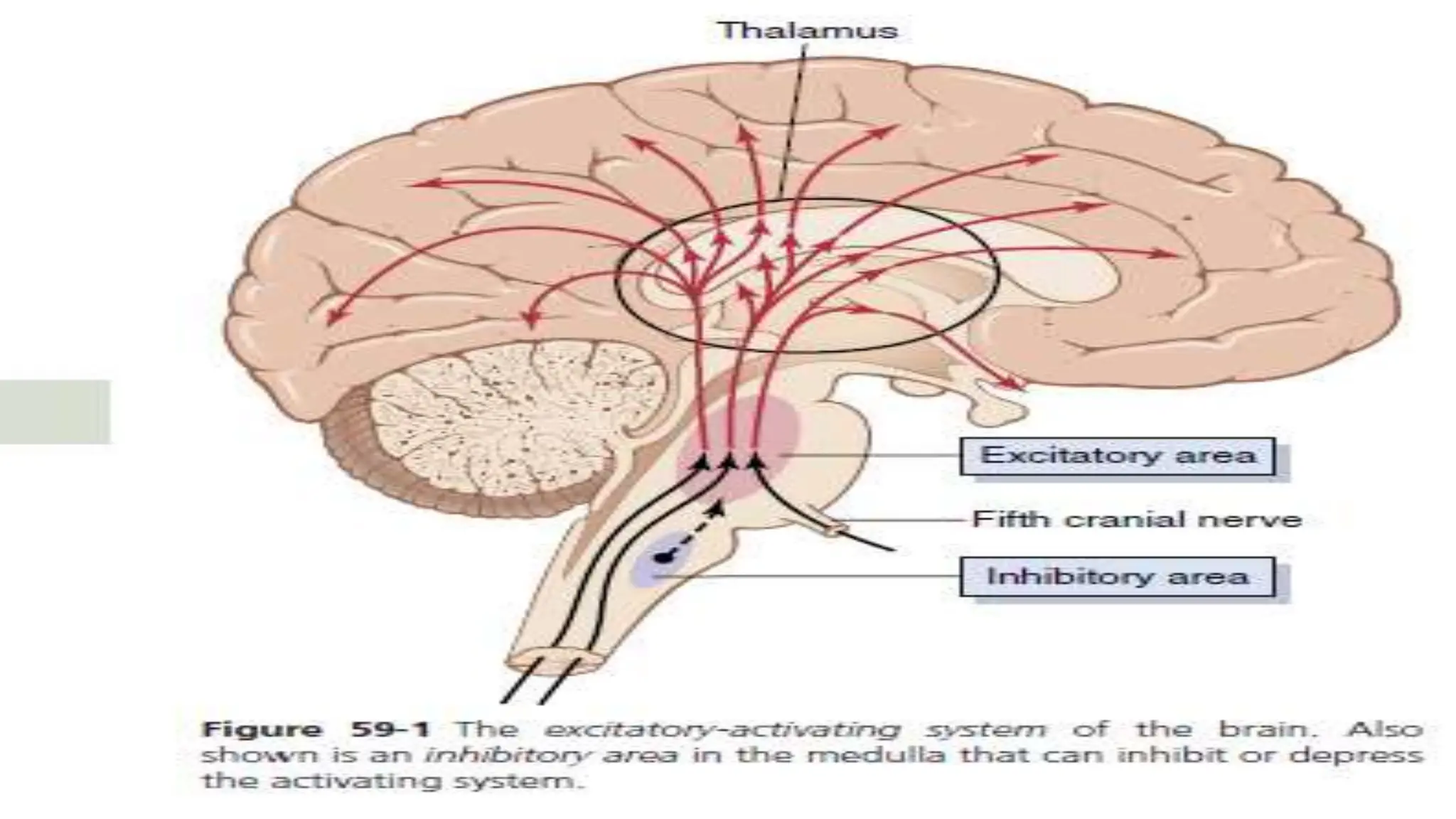 Chapter Guyton 59 Limbic System Limbic Cortex Pptx