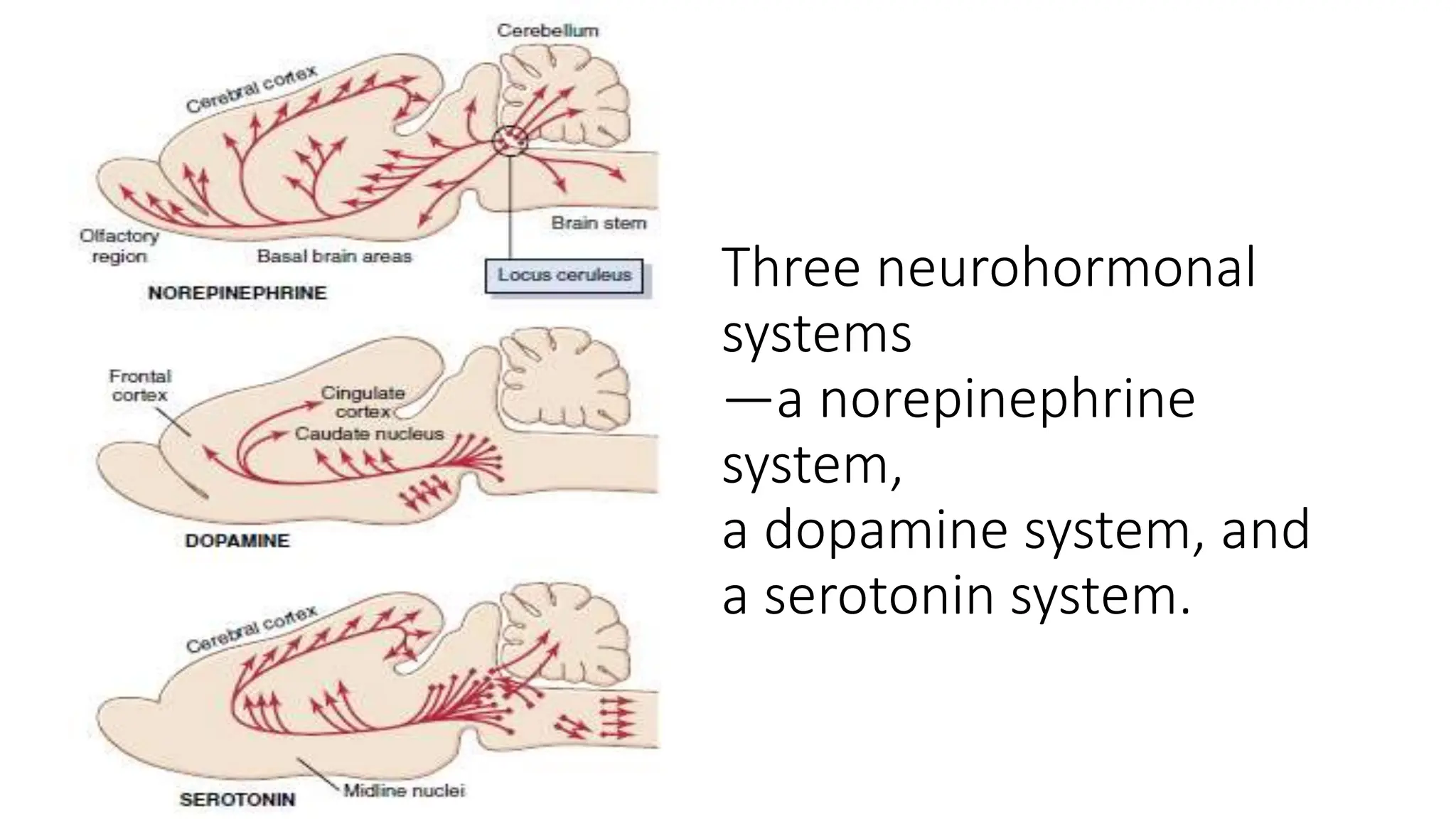 chapter guyton 59 Limbic system. limbic cortex. .pptx