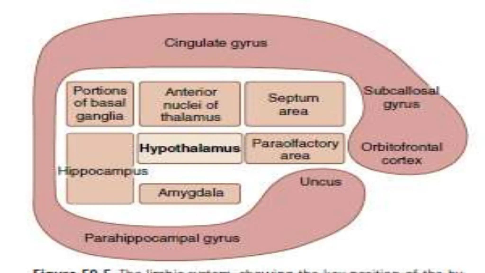 chapter guyton 59 Limbic system. limbic cortex. .pptx