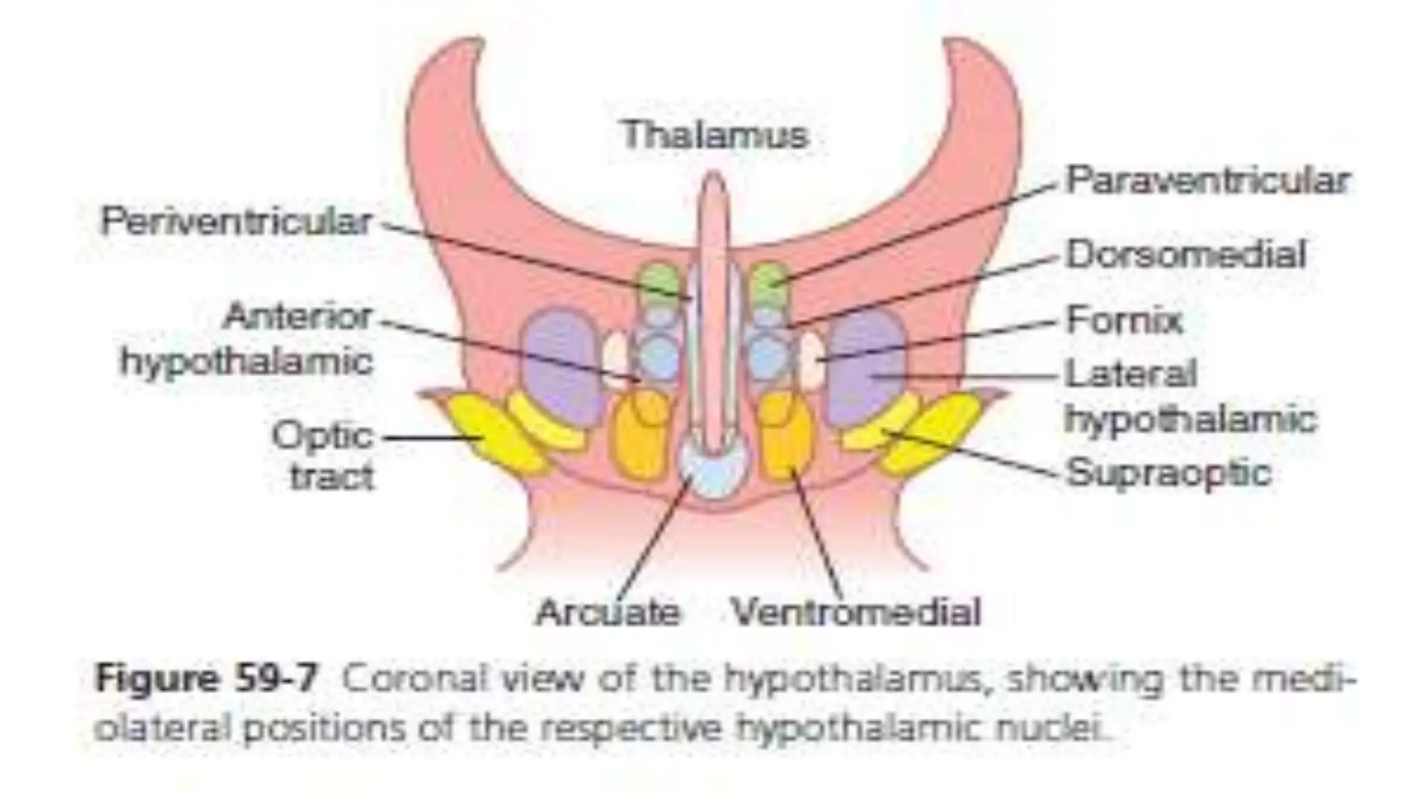 Chapter Guyton 59 Limbic System Limbic Cortex Pptx