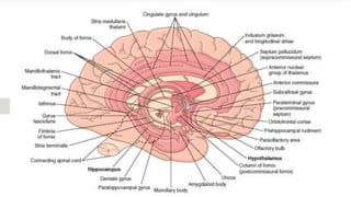 chapter guyton 59 Limbic system. limbic cortex. .pptx