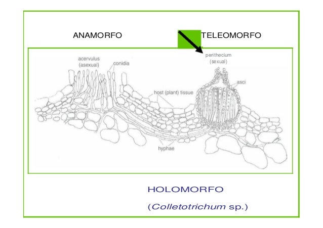 5 a 1-4-presentacion-cap-iii