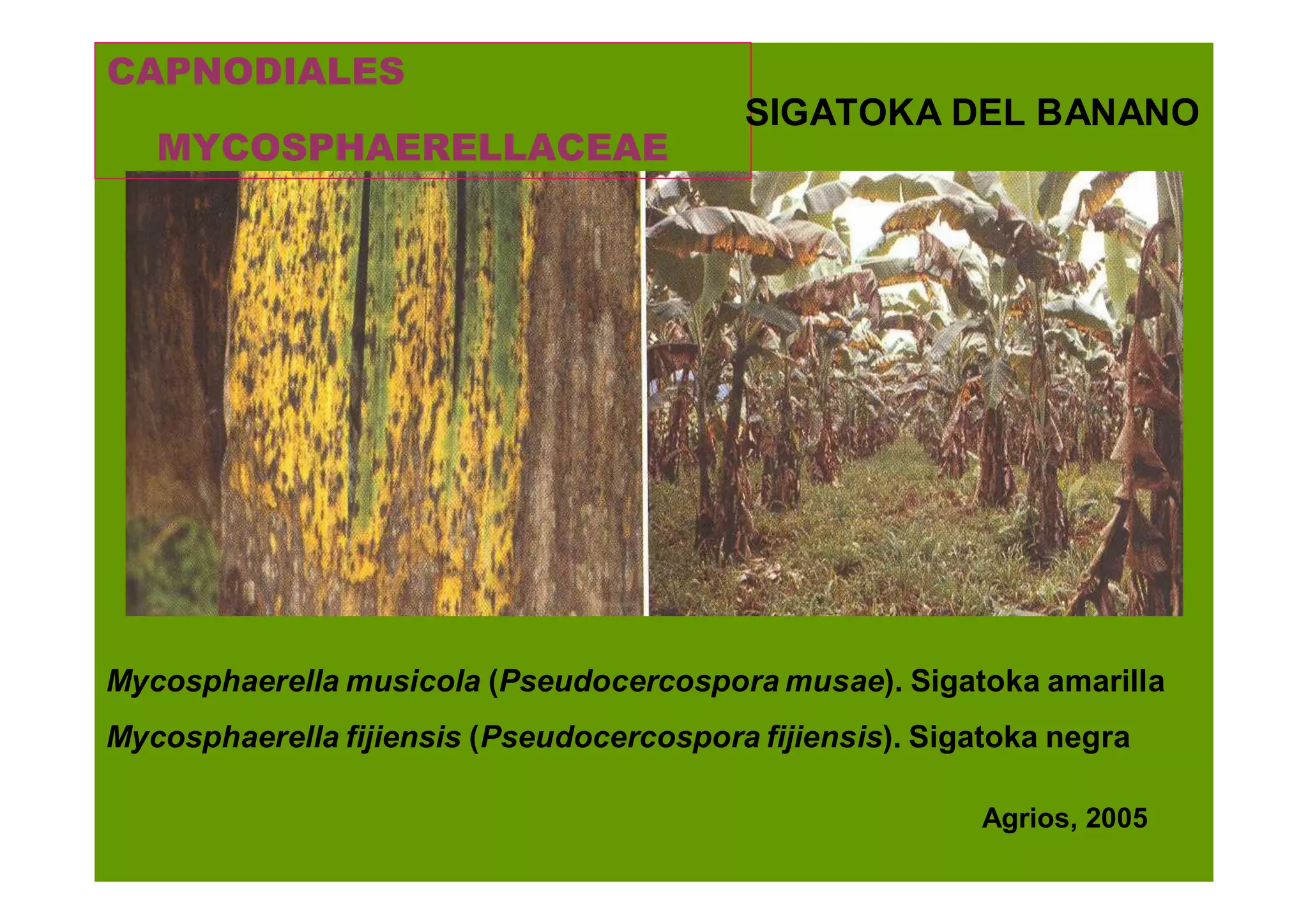 5 a 1-5-presentacion-cap-iii | PDF