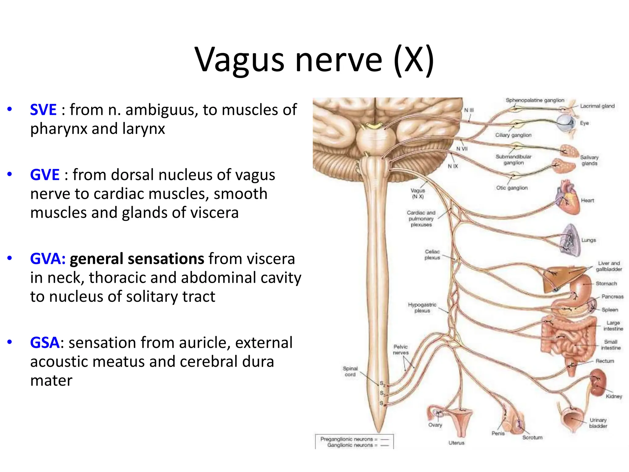5A. BRAINSTEM AND CRANIAL NERVES-1.ppt