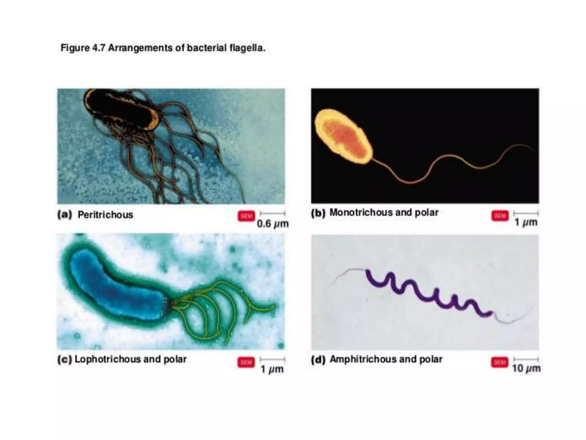 CLASSIFICATION OF BACTERIA & IT’S STRUCTURE | PPT