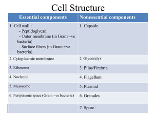 CLASSIFICATION OF BACTERIA & IT’S STRUCTURE | PPTX