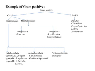 CLASSIFICATION OF BACTERIA & IT’S STRUCTURE | PPTX