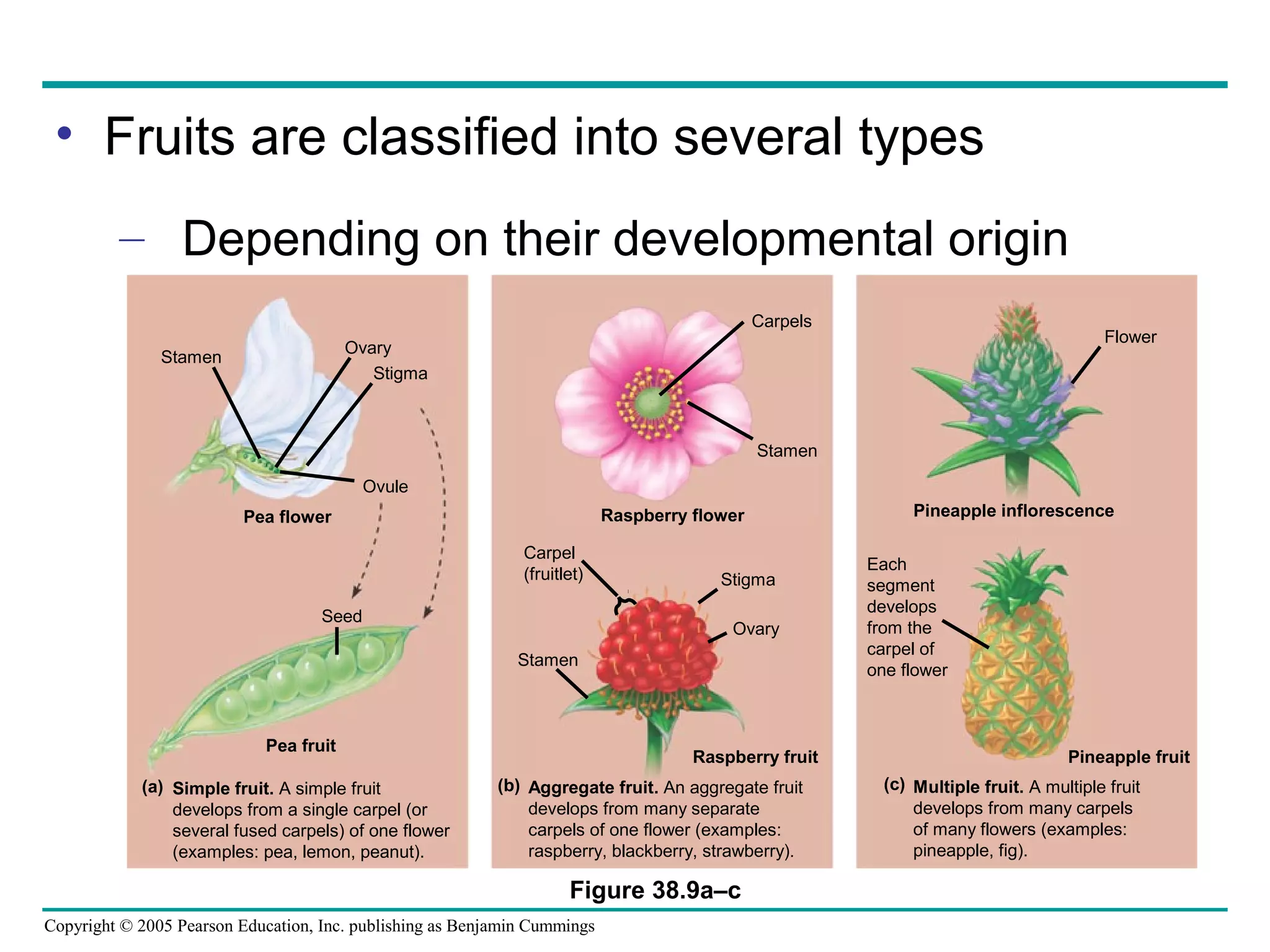 angiosperm reproduction and biotechnology | PPT