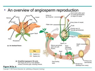 Simple Angiosperm Life Cycle