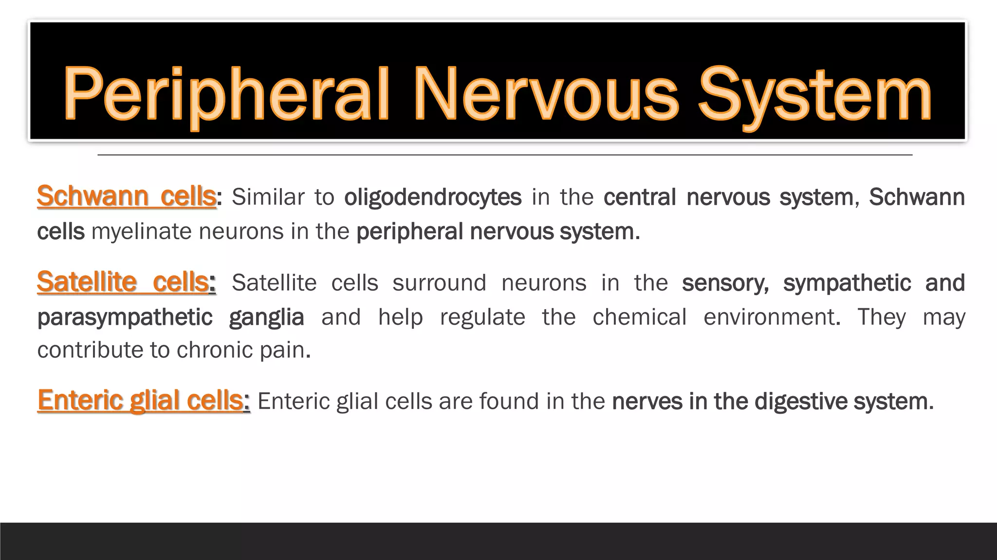 About Neuron, Glia cells and Neurotransmitters.pdf