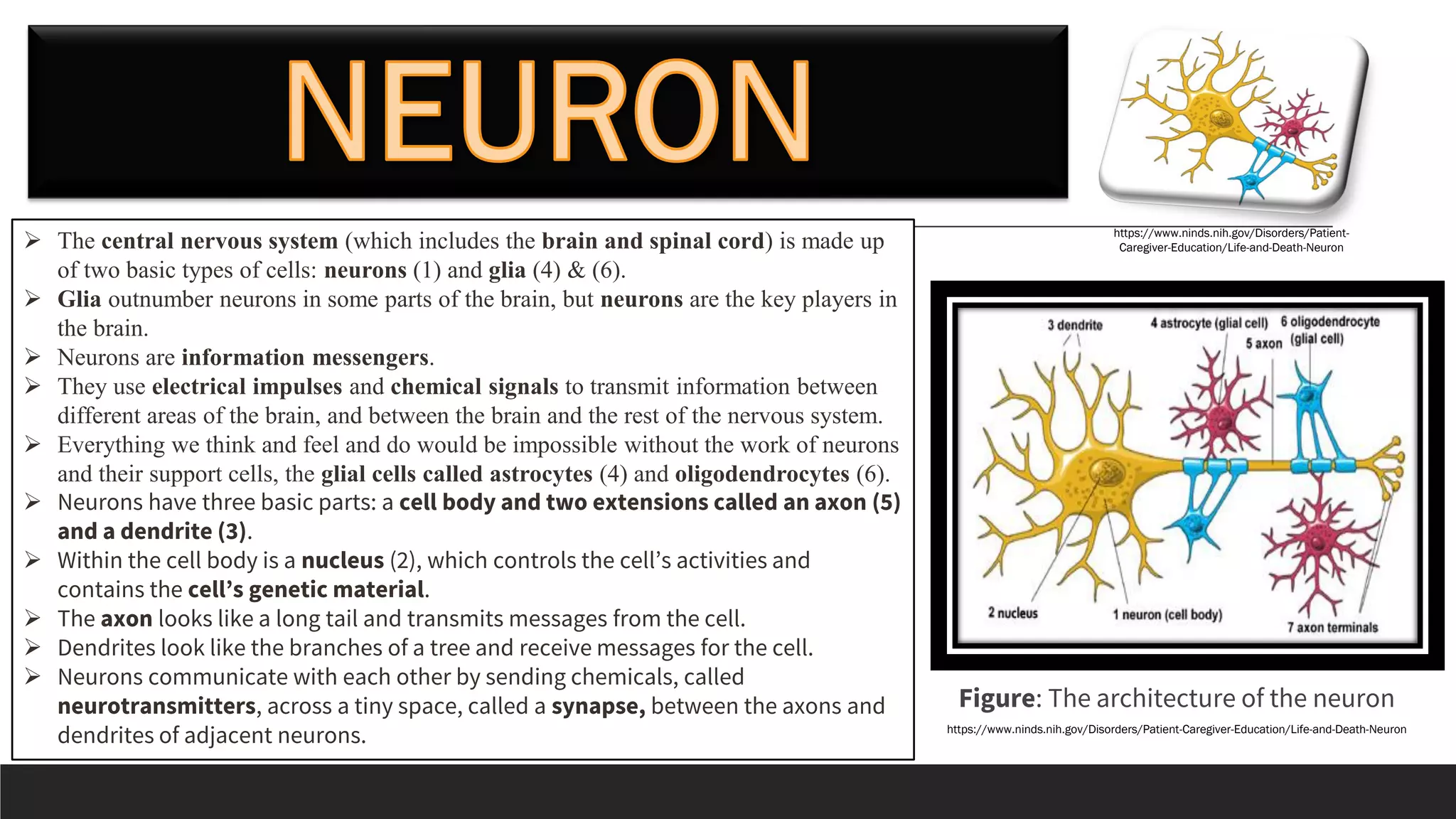 About Neuron, Glia cells and Neurotransmitters.pdf