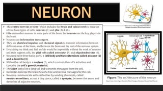 About Neuron, Glia cells and Neurotransmitters.pdf