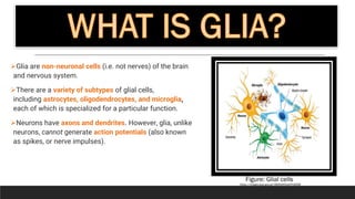 About Neuron, Glia cells and Neurotransmitters.pdf