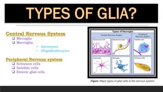 About Neuron, Glia cells and Neurotransmitters.pdf