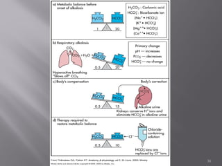 Human acid base imbalance and homeostasis | PPT