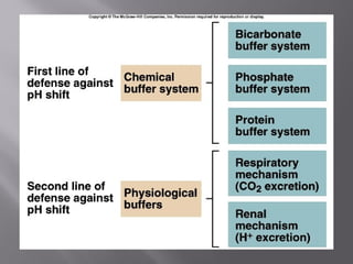 Human acid base imbalance and homeostasis | PPT