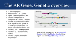 Androgen Insensitivity | PPTX