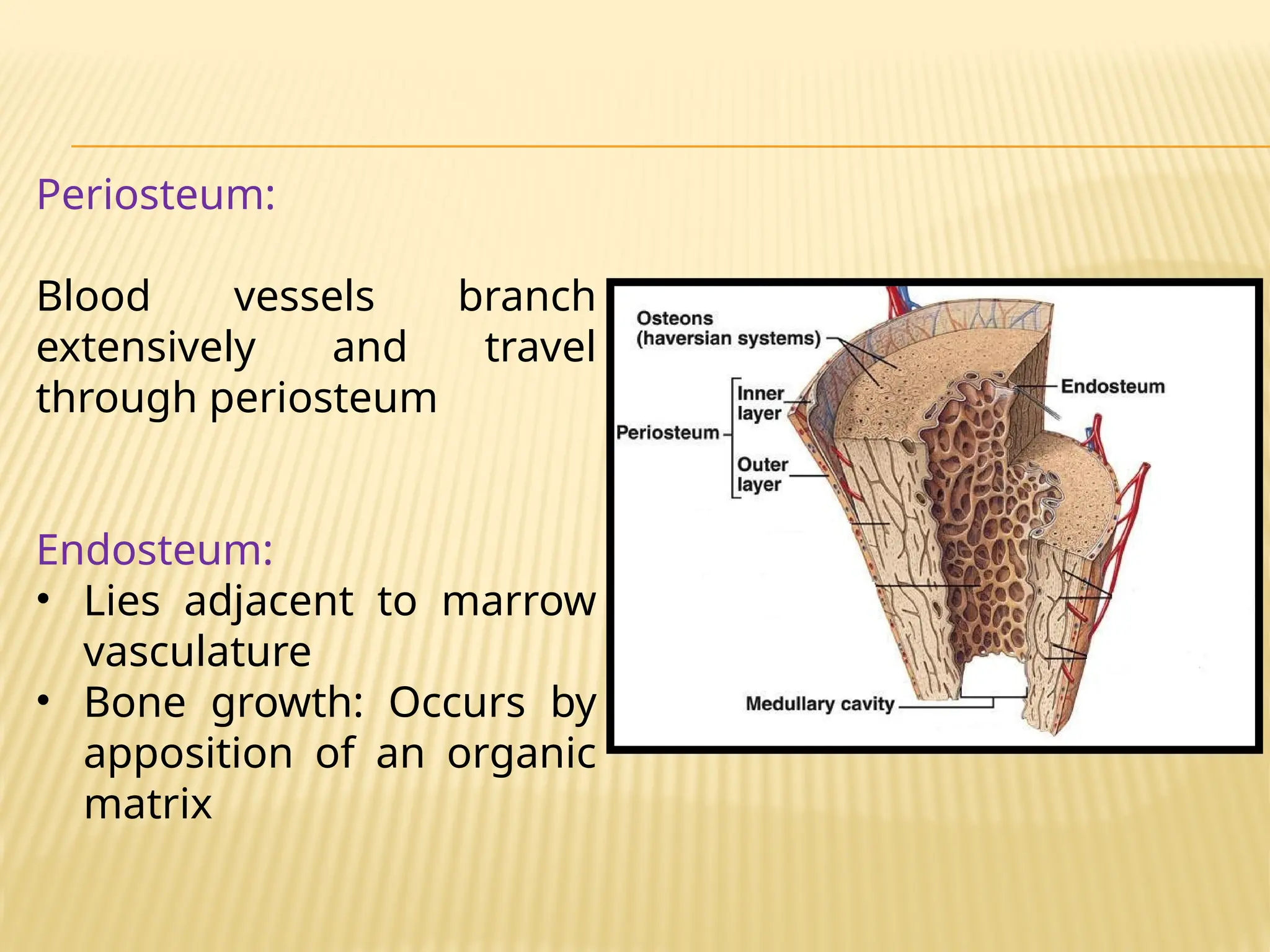 ALVEOLAR BONE, composition, functions.pptx | Bone and Joint Conditions ...