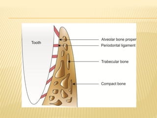 ALVEOLAR BONE, composition, functions.pptx