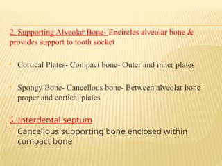 ALVEOLAR BONE, composition, functions.pptx | Bone and Joint Conditions ...