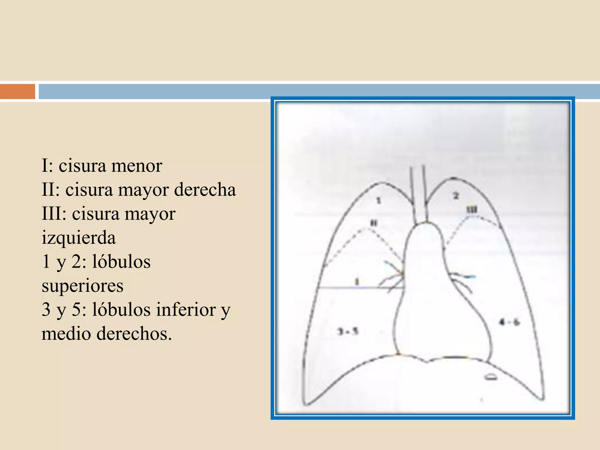 Anatomia lobular | PPTX | Lung and Respiratory Health | Diseases and ...