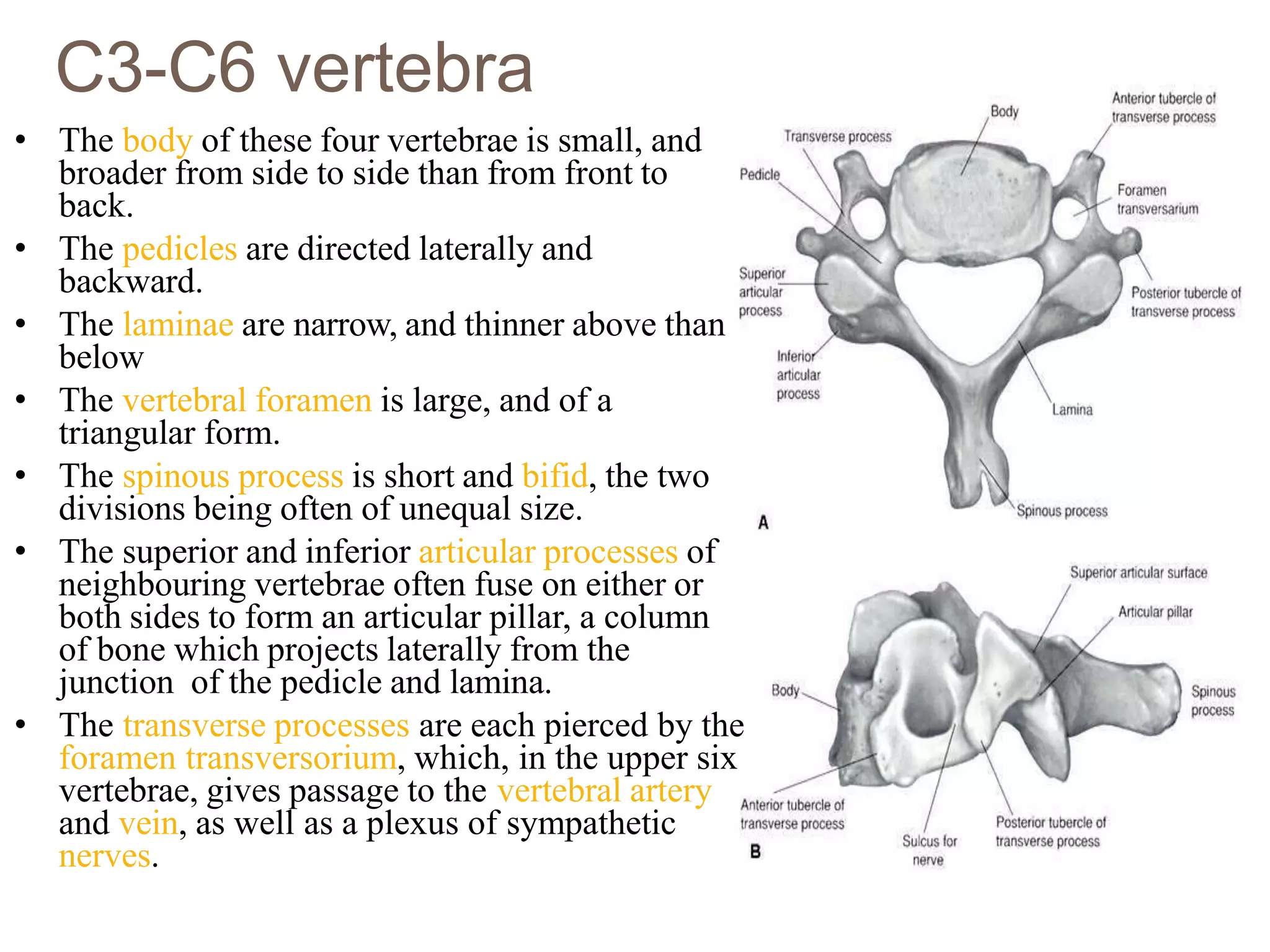 Anatomy of Cervical Spine | PPTX