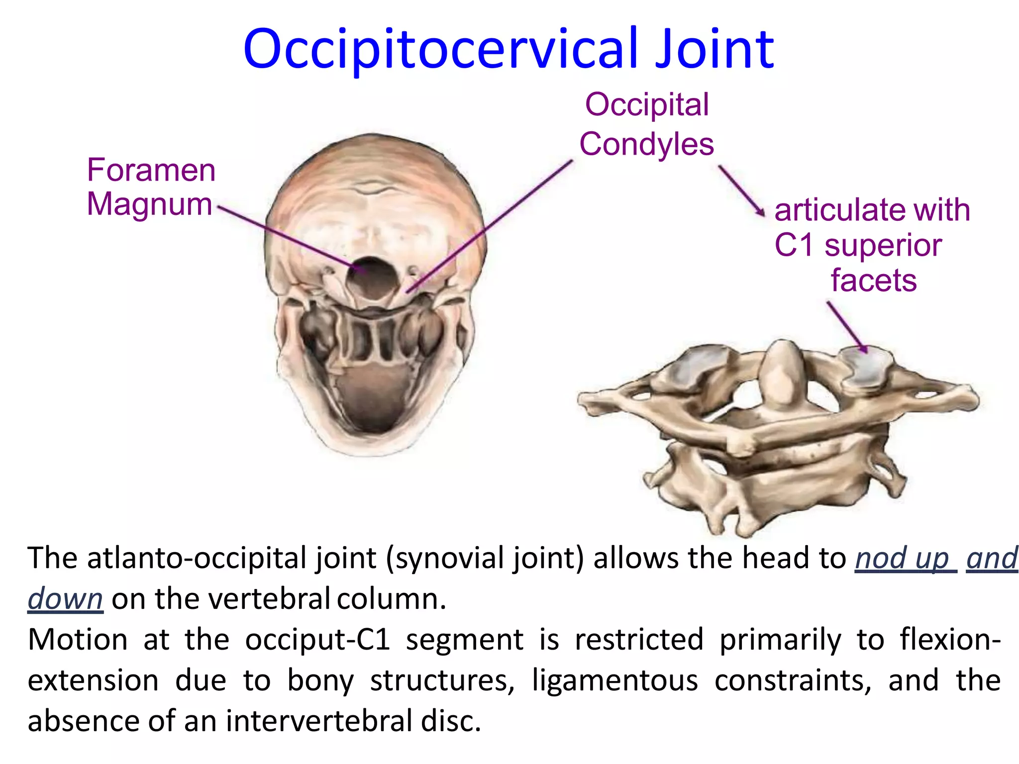 Anatomy of Cervical Spine | PPTX