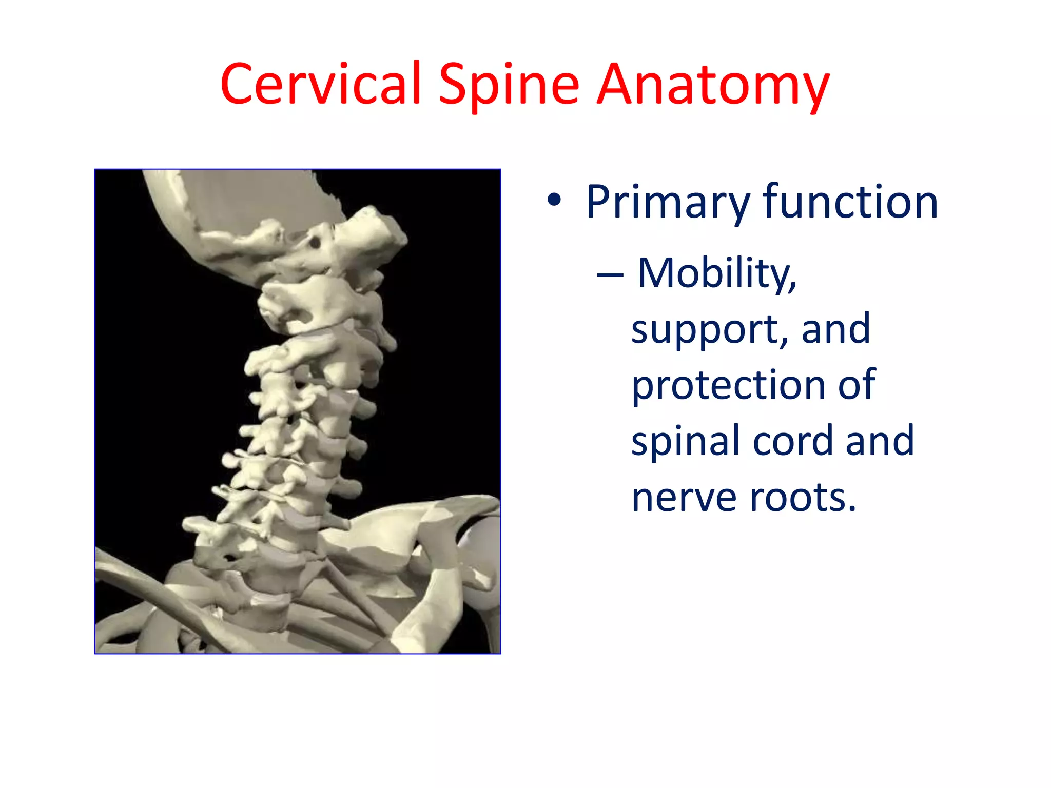 Cervical Vertebrae Function