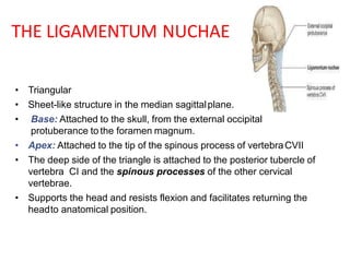 Anatomy of Cervical Spine | PPTX