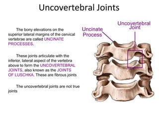Anatomy of Cervical Spine | PPT