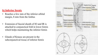 anatomy of conjunctiva. Ophthalmology slides | PPTX