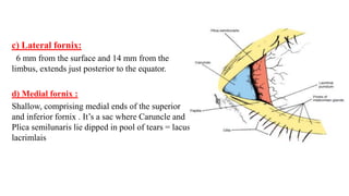 anatomy of conjunctiva. Ophthalmology slides | PPTX