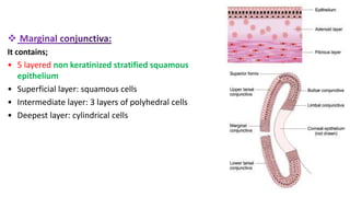 anatomy of conjunctiva. Ophthalmology slides | PPTX