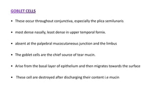 anatomy of conjunctiva. Ophthalmology slides | PPTX