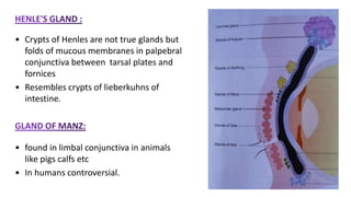anatomy of conjunctiva. Ophthalmology slides | PPTX