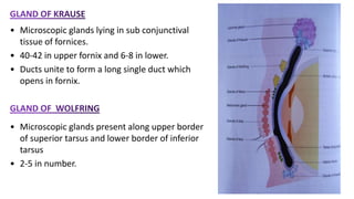 anatomy of conjunctiva. Ophthalmology slides | PPTX