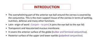 anatomy of conjunctiva. Ophthalmology slides | PPTX