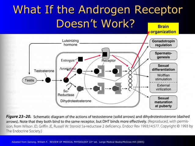 5 Androgen Insensitivity | PPT