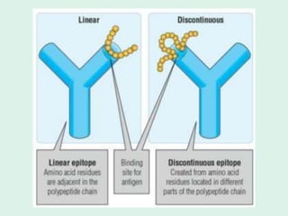 (5) the classification and the significance of the Antigenic molecules.pptx