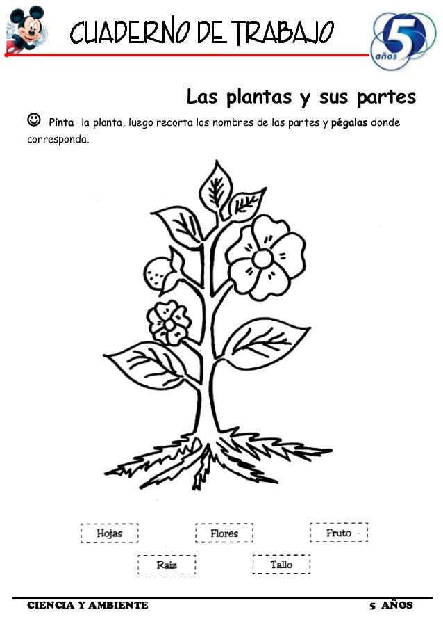 Hojas De Trabajo Sobre Las Partes De Una Planta Para Alumnos De Tercer ...