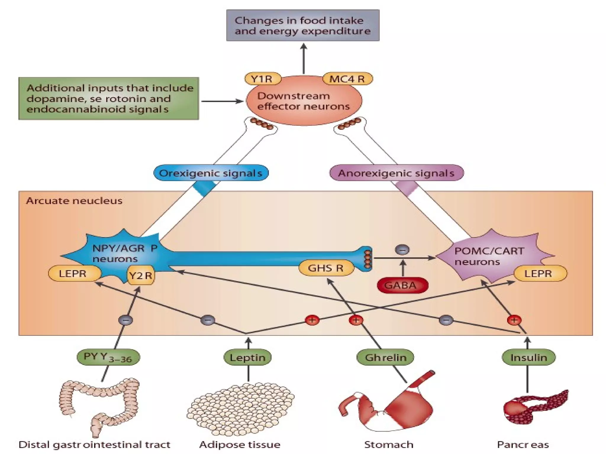 appetite regulation | PPT