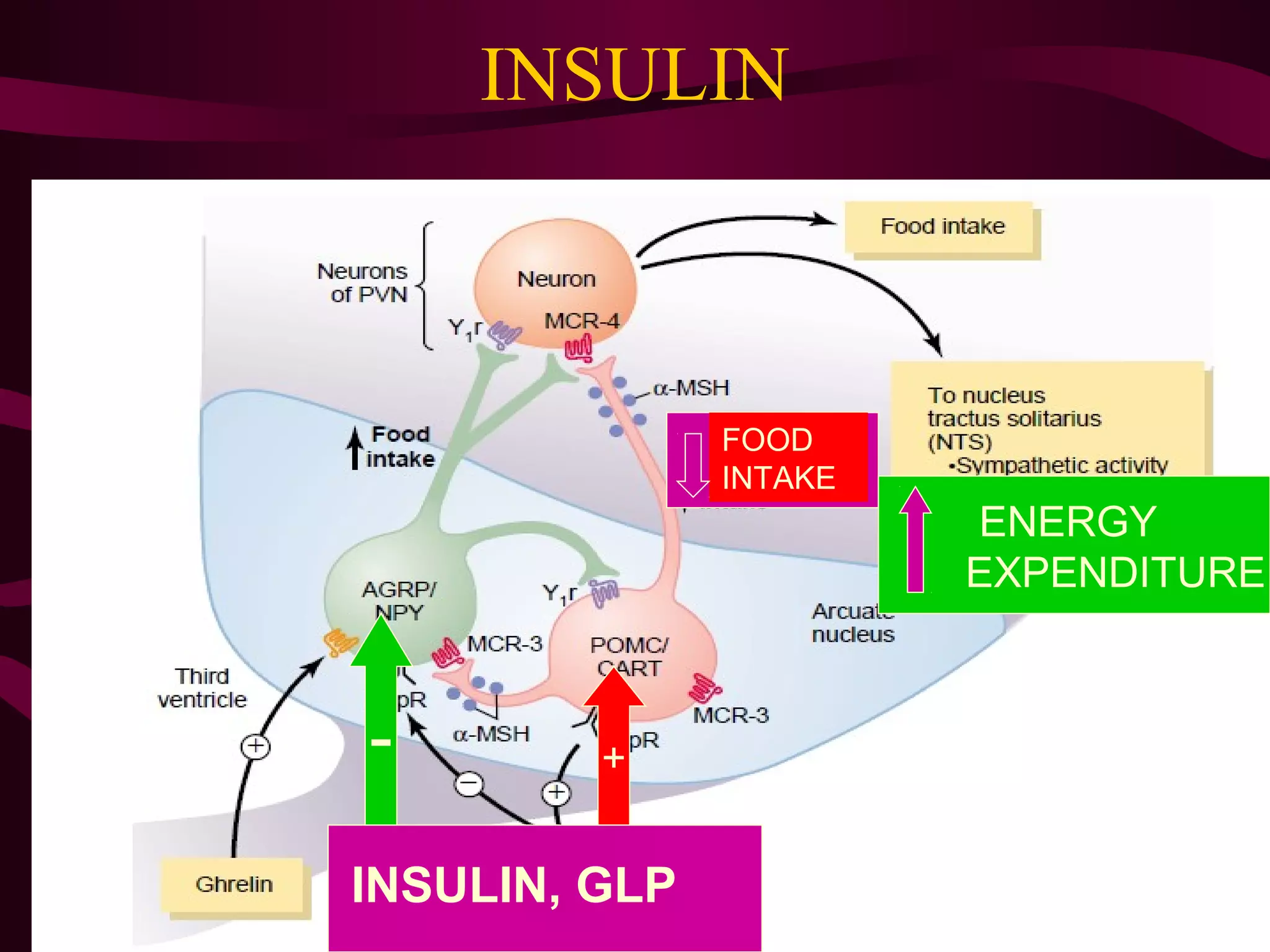 appetite regulation | PPT