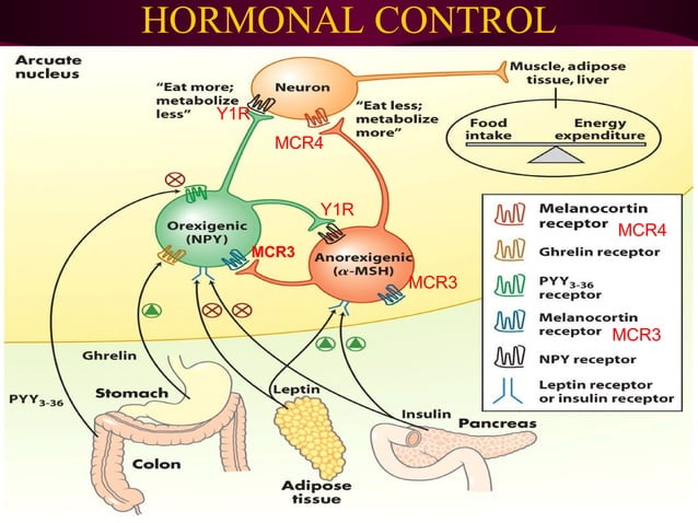 appetite regulation | PPT