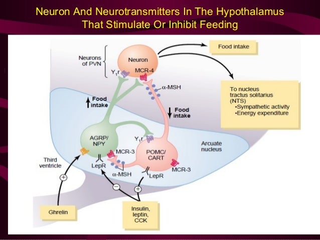 appetite regulation
