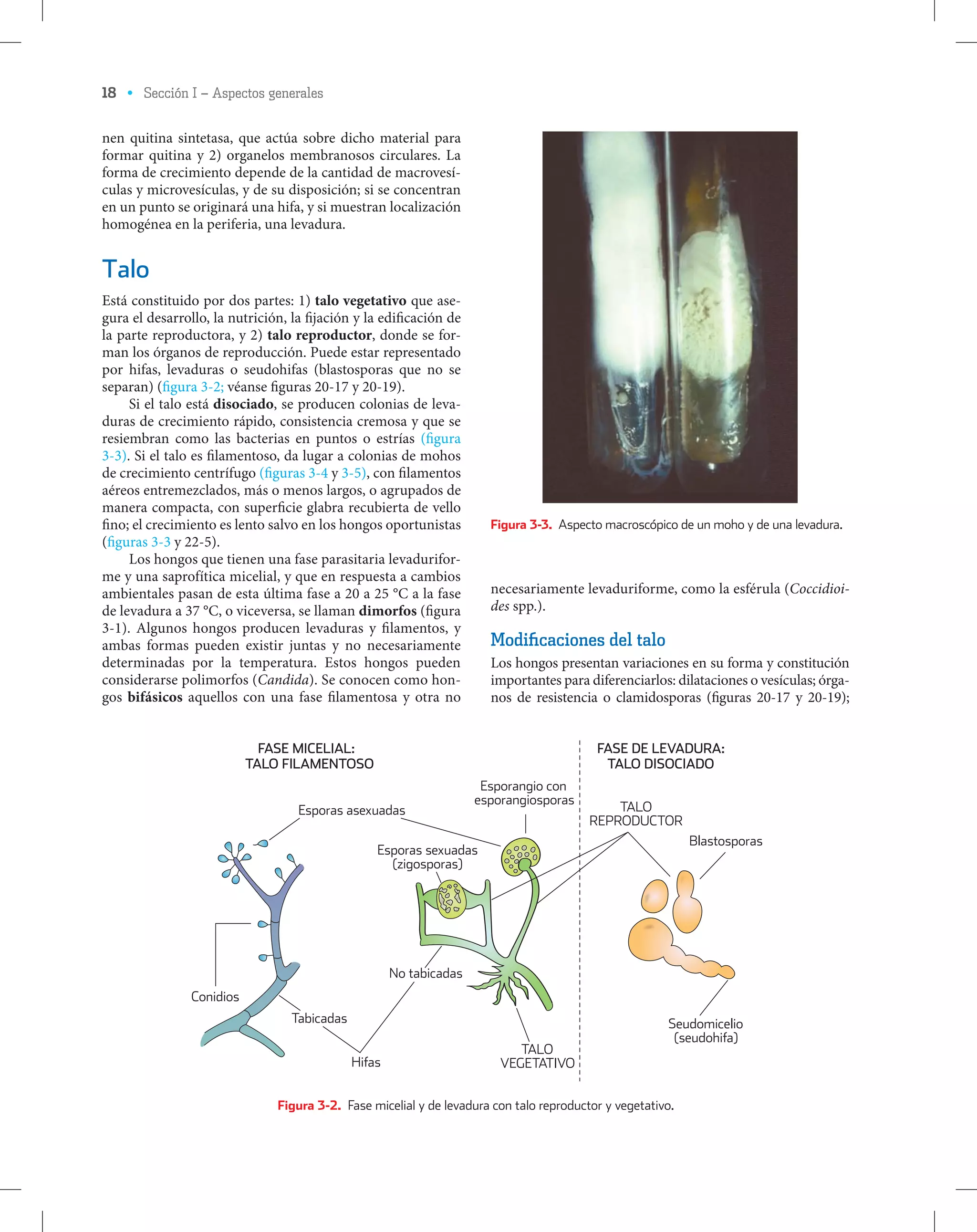 generalidades de micologia | PDF