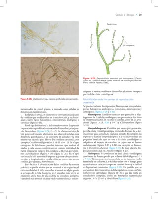 generalidades de micologia | PDF