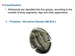 Arthropods | PPT