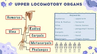 5A_SUBTHEME 123_HUMAN LOCOMOTORY ORGANS.pdf