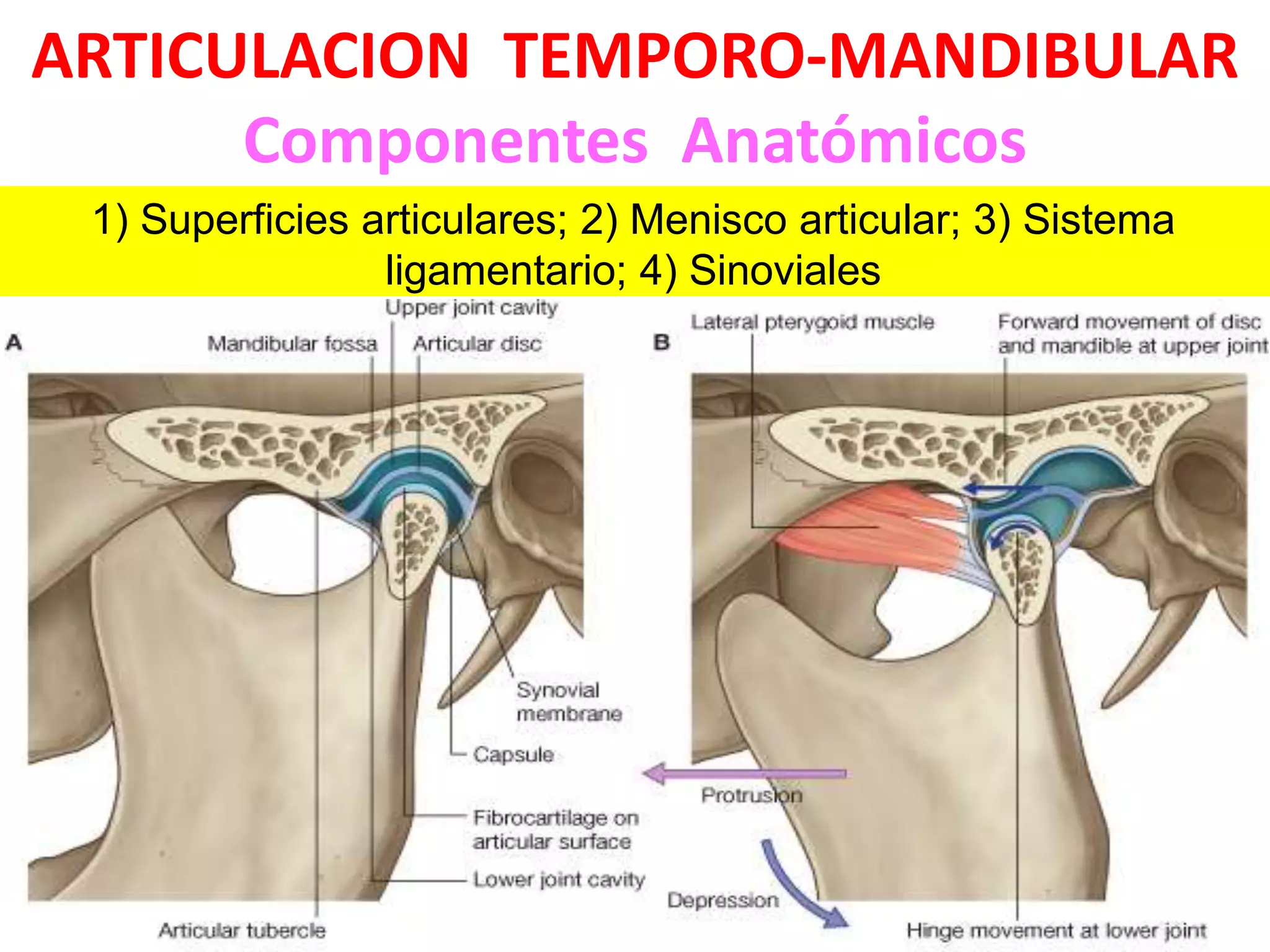 Articulación Temporomandibular y Músculos Masticadores | PPTX